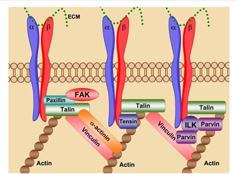Cilengitide Semantic Scholar