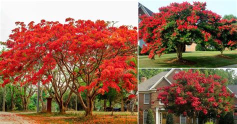 Stunning Trees With Red Flowers Balcony Garden Web