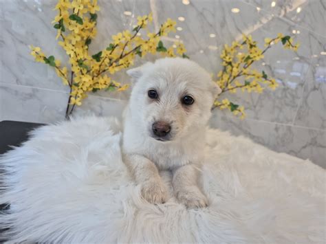 진도믹스 장군 아메리칸숏헤어특징 아메리칸컬특징 아비시니안특징 엑조틱특징 터키시앙고라특징 페르시안특징 하이랜드폴드특징 애완견특징 반려견특징 강아지분양가격 소형견분양가격 중형견