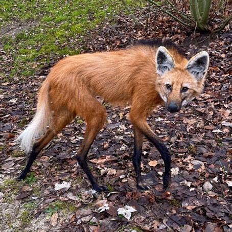Daphne In De Prijzen Op Europees Kampioenschap Taxidermie Heveadorp Nl