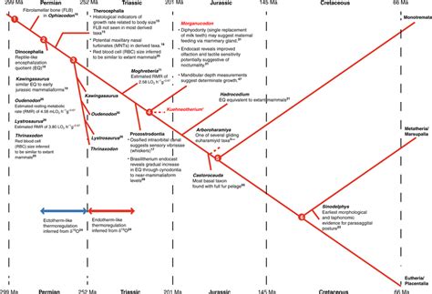Time Scaled Phylogeny Summarizing Evidence For Physiological Evolution