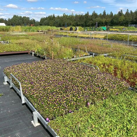 Viola Tricolor Styvmorsviol Vegtech Sverige
