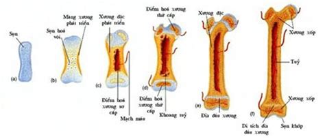 Cách thức phát triển chiều cao ở trẻ em