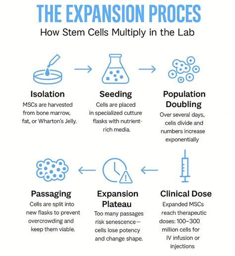 Expanded Stem Cells For Injuries And Longevity Adam Loiacono