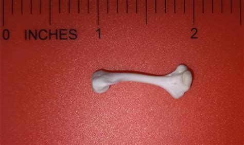 Teeny Tiny Bone R Whatisthisbone