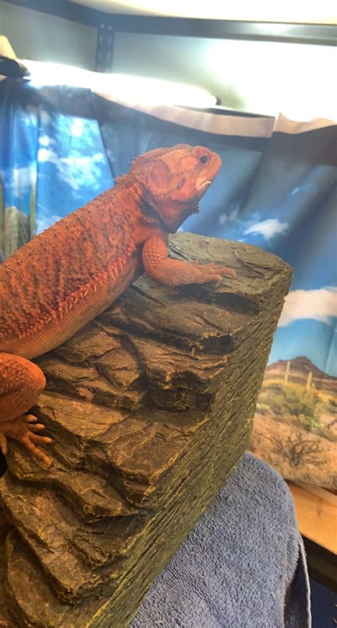 Red Trans Central Bearded Dragon By Ruths Reptiles Morphmarket