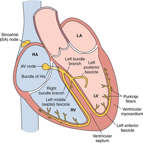 Abnormalities Of Cardiac Conduction And Cardiac Rhythm Clinical Tree