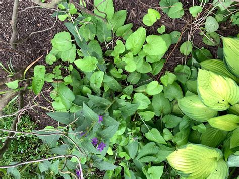 Help This Weed Takes Over It Seems To Have Tuberous Roots R