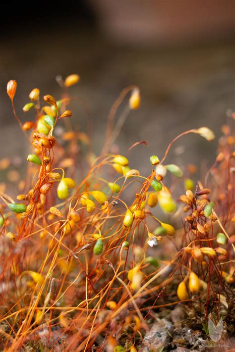 Alien Grass By Kayllek On Deviantart