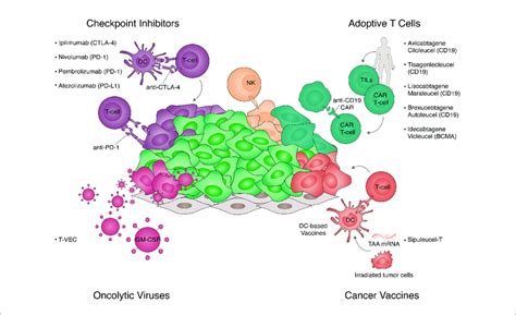 Strategies For Cancer Immunotherapy Overview Of The Strategies For