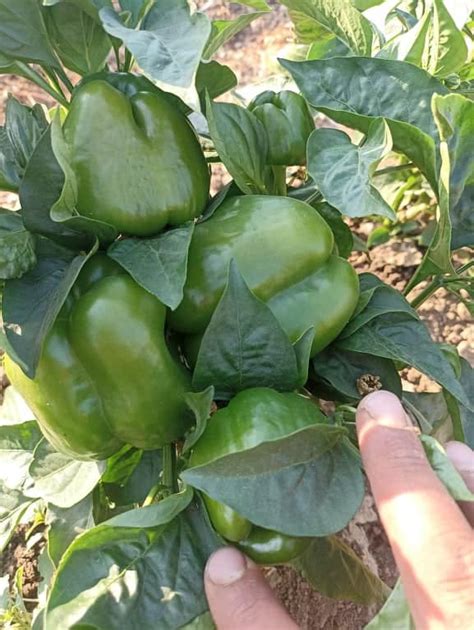 Penjwen Top 🔴 4 نەوار بیبەر بۆ فرۆشتن پێنجوێن ⚫️ بۆ