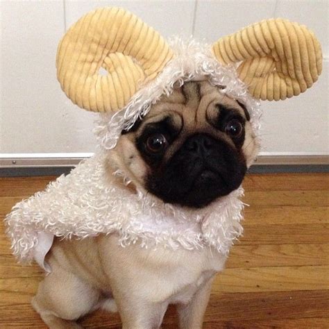 Ram Bunctious Pug In Costume