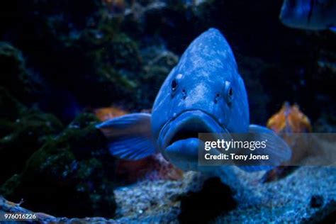 Big Lip Fish Photos And Premium High Res Pictures Getty Images