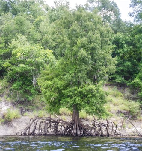Exposed Cypress Roots Florida Paddle Notes