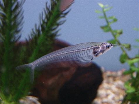 Kryptopterus Vitreolus