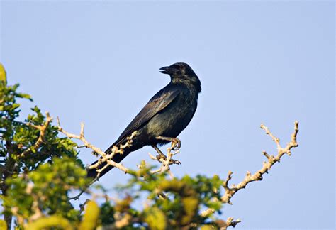 Tamaulipas Crow Corvus Imparatus