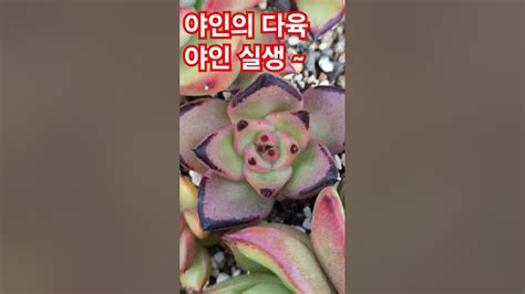 행복한 목요일 오후 되세요 ~ 이찬원 파종이 실생 다육 다유기 다육이 다육식물 반려식물 다육판매 다육이판매