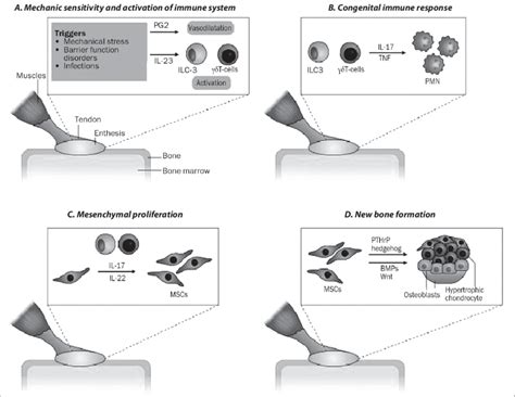 Functional Model Of Entheses Adapted From Schett G Et Al 2017