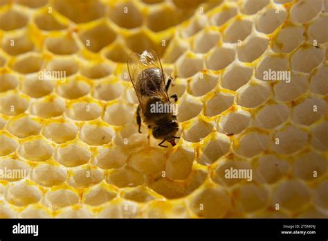 Beautiful Honeycomb With Bees Close Up A Swarm Of Bees Crawls Through The Combs Collecting