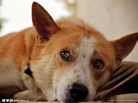可爱宠物狗摄影图家禽家畜生物世界摄影图库昵图网