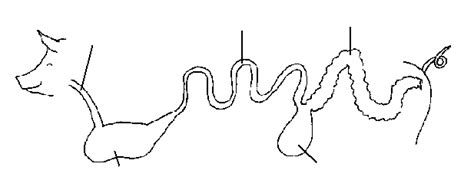 Monogastric Digestive System Diagram Quizlet