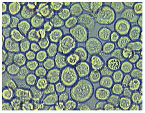 Sf9 Insect Cells Novagen 71104