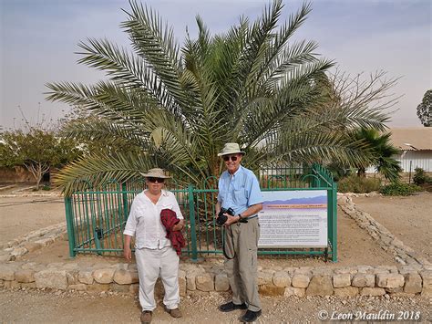 Methuselah Palm Tree