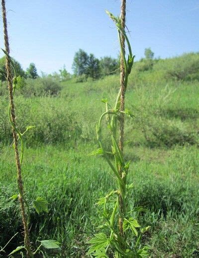 Training Hops Part 1 Artofit