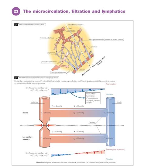 The Microcirculation Filtration And Lymphatics Pediagenosis