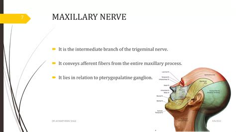 Maxillary Nerve Pptx