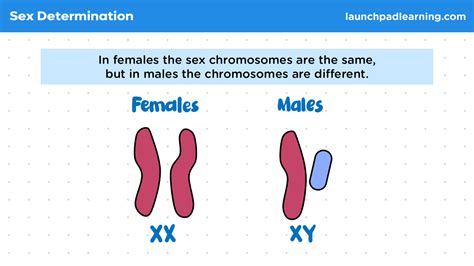 Gcse Aqa Biology Complete Lesson Sex Determination And Inherited Disorders Teaching Resources