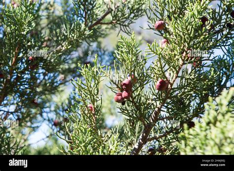 Mediterranean Shrub Juniperus Phoenicea Known As Phoenicean Juniper Or