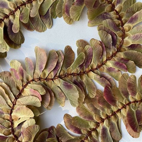 Elishia Jackson On Instagram Forever Enamoured With Maple Samara Dried Flowers Nature