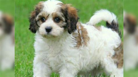 Facts You Need To Know About The Cavachon Doggodigest