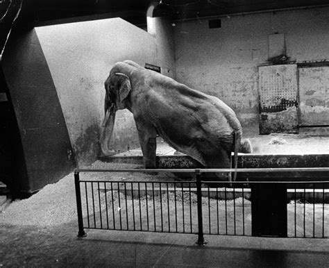 Saving Ziggy The Elephant Chicago Tribune