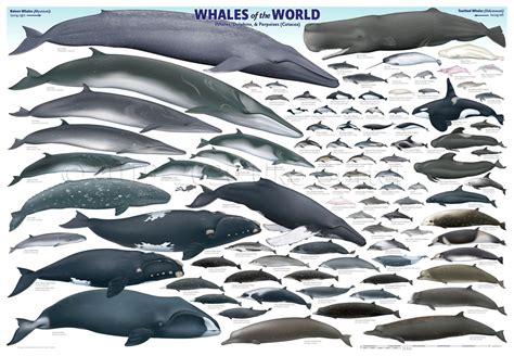 Whales Of The World Poster By Uko Gorter Cetacea Whale Species Chart