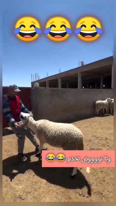 وتا نووووض تخدم 😂😂 Youtube