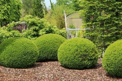 Low Maintenance Shrubs Low Maintenance Tater Tot Arbor And Blue Star