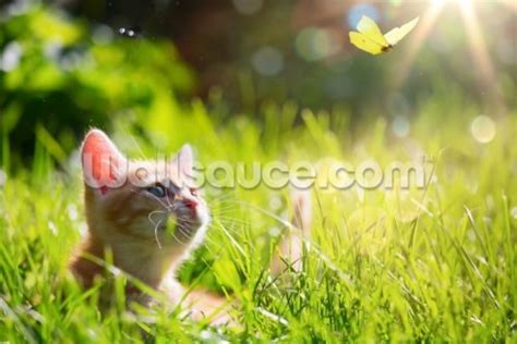 Cute Kitten Images Hd 2063899 Hd Wallpaper And Backgrounds Download