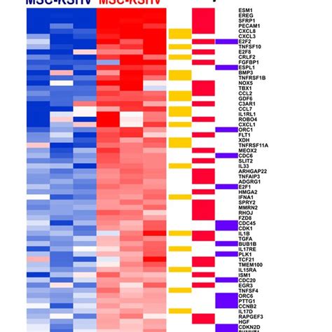 Kshv Infection Of Hmsc In Ks Environmental Conditions Showed Augment Of