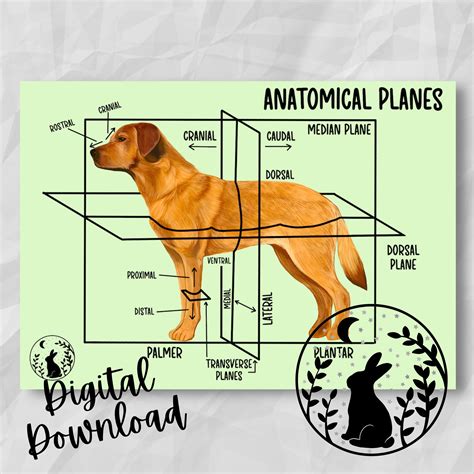 Diagrama De La Anatomía Del Perro