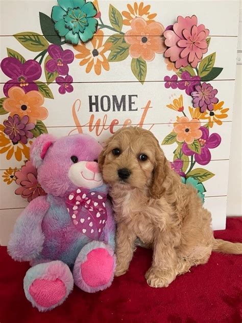 Goldenpaws Puppies Puppies For Sale