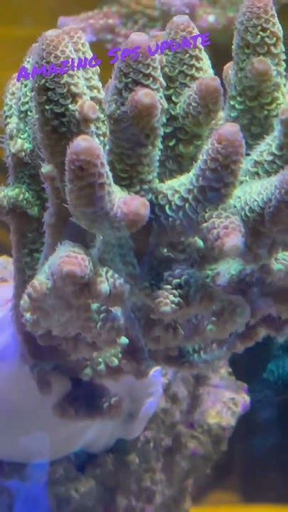 All Beautiful Sps Tennis Milli Strawberry Acro Youtube