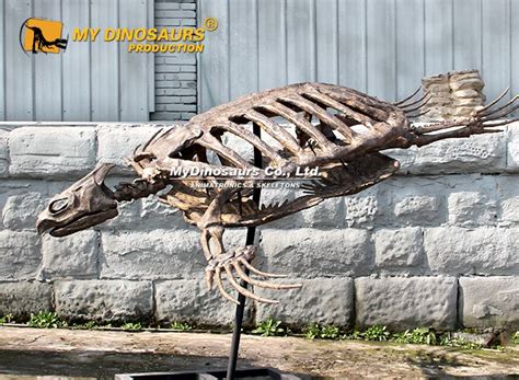 Turtle Skeleton Replica Realistic Turtle Skeleton Display