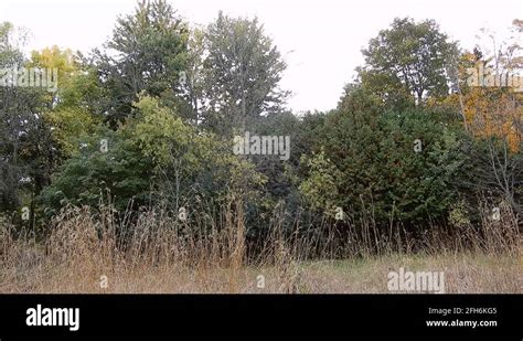 Grass Pathway Stock Videos And Footage Hd And 4k Video Clips Alamy