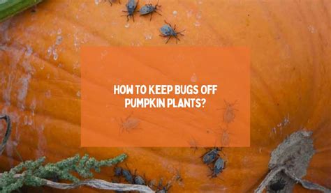 How To Keep Bugs Off Pumpkin Plants Happiness Pumpkin