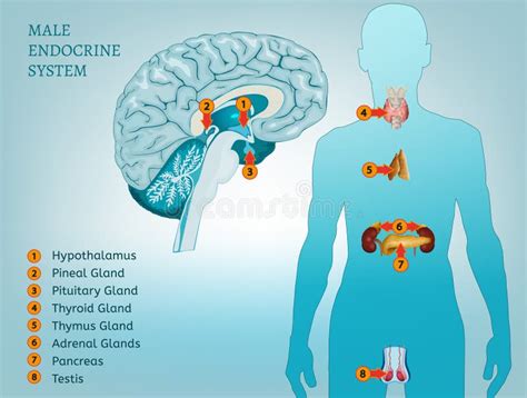 Endocrine System Stock Illustrations 5176 Endocrine System Stock