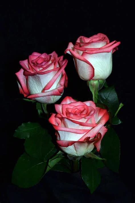 Roses Archives Metropolitan Wholesale Metropolitan Wholesale