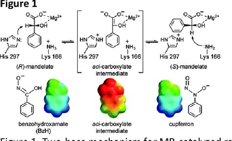 Figure 1 From Structure Of Mandelate Racemase With Bound Intermediate