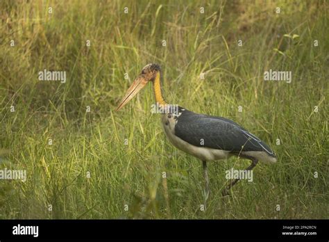 Lesser Adjutant Stork Leptoptilos Javanicus Adult Running In Grass